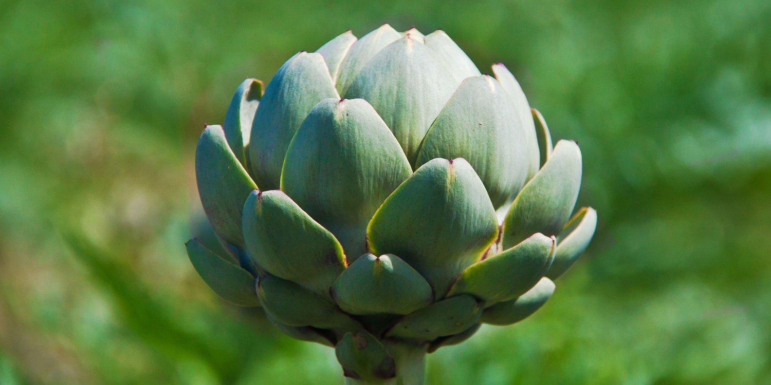 Natural Alternatives to Statin Drugs | Village Nutrition