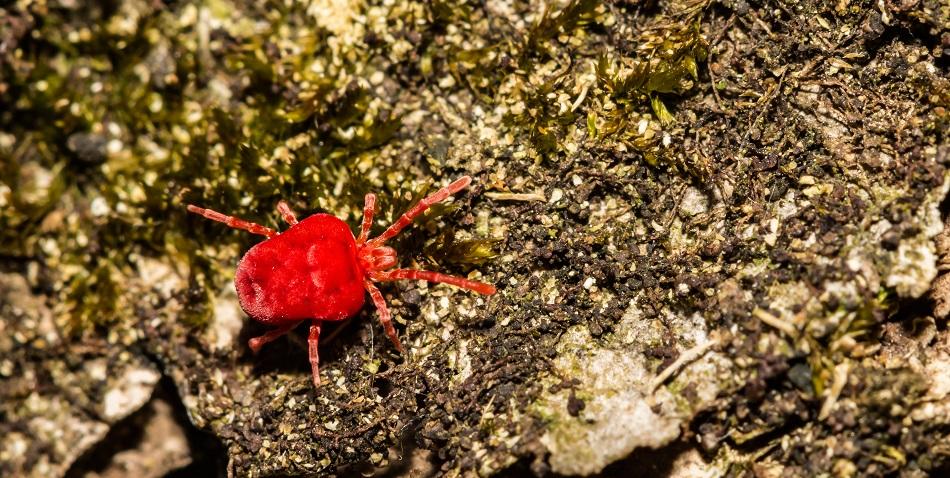 Chiggers Information and How to Find Relief | Village Nutrition